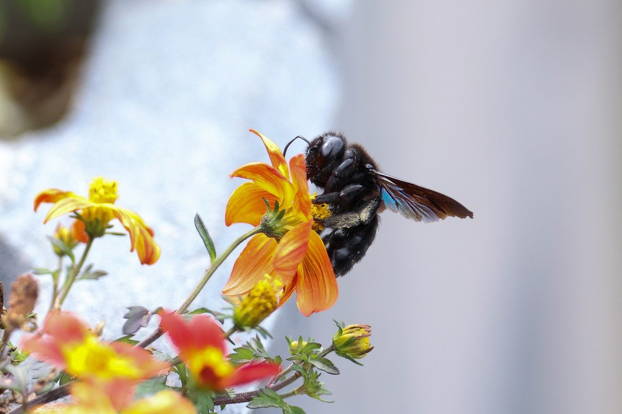 Carpenter Bees: The Complete Guide | Natural Repellants