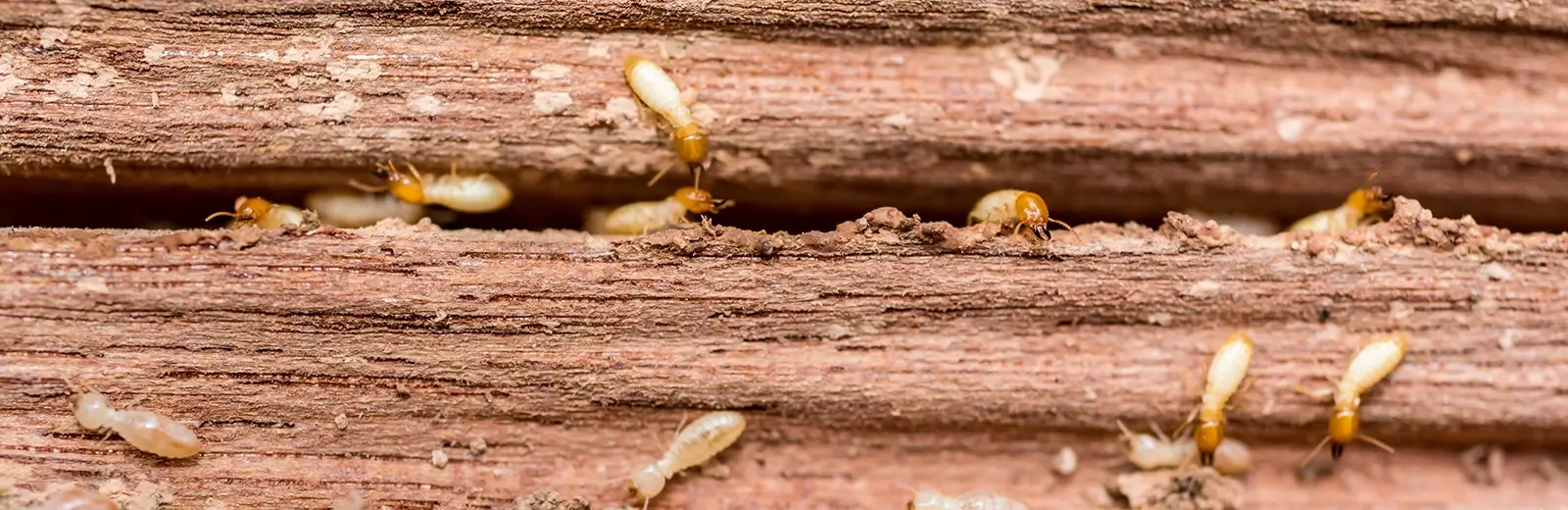 Formosan Termites in South Carolina: What Homeowners Should Know About ...