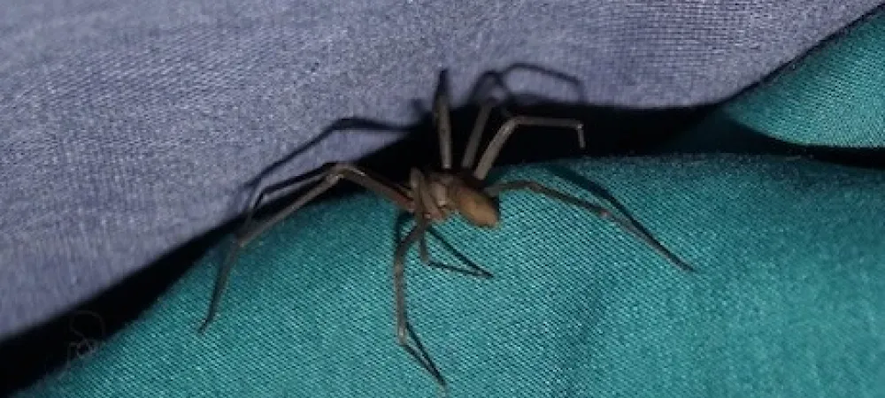 Brown Recluse Bite Timeline